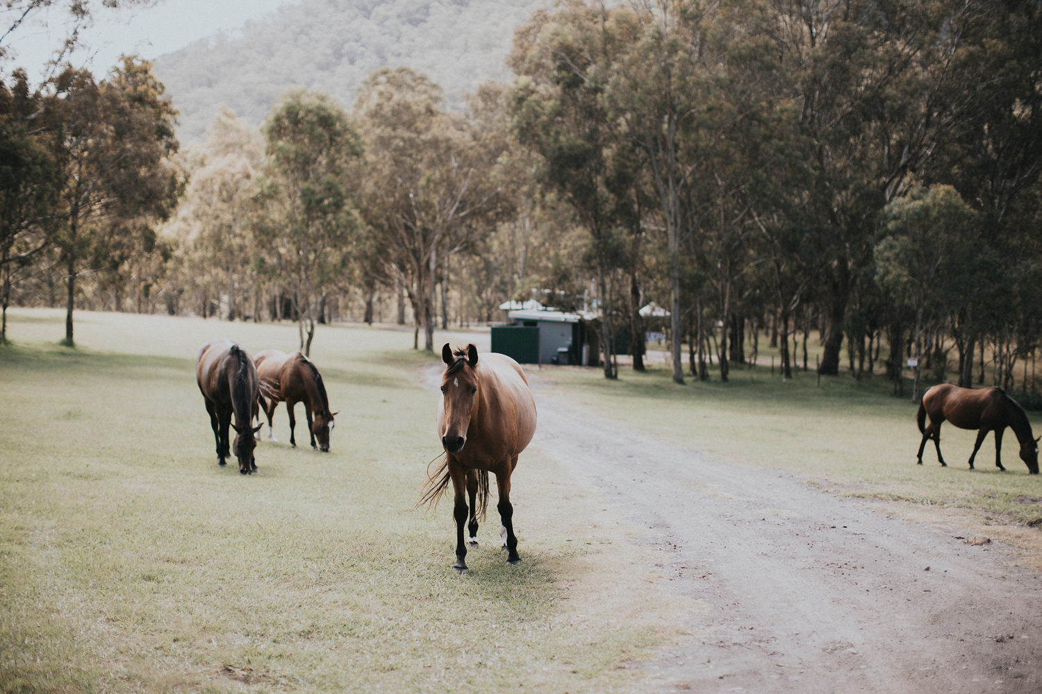 Kylie + Shayne // Gordon Country Wedding Photography - Ivory + Rose ...