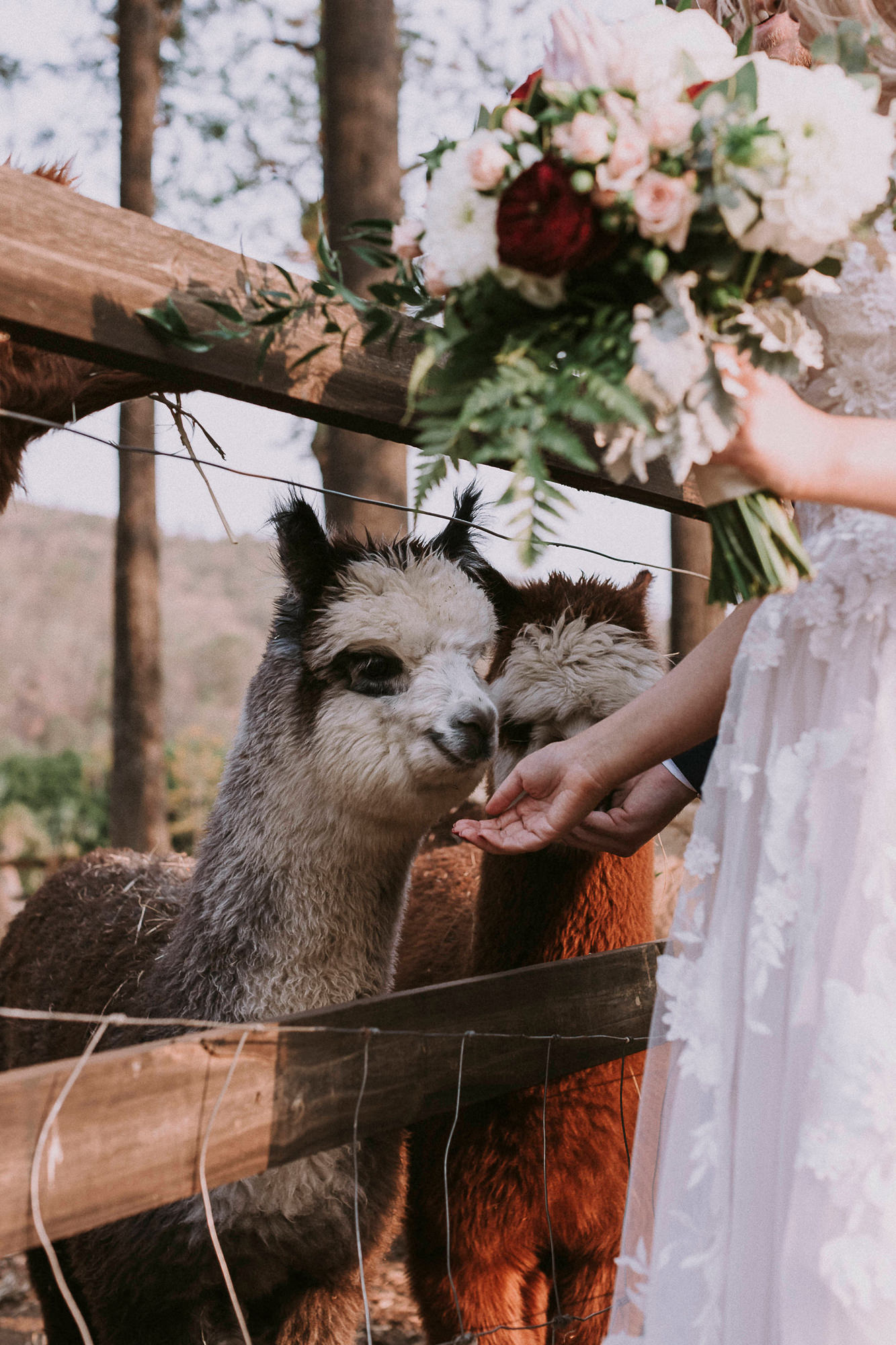 Ally + Kyal | O’Reilly’s Canungra Valley Vineyards Wedding Photography ...